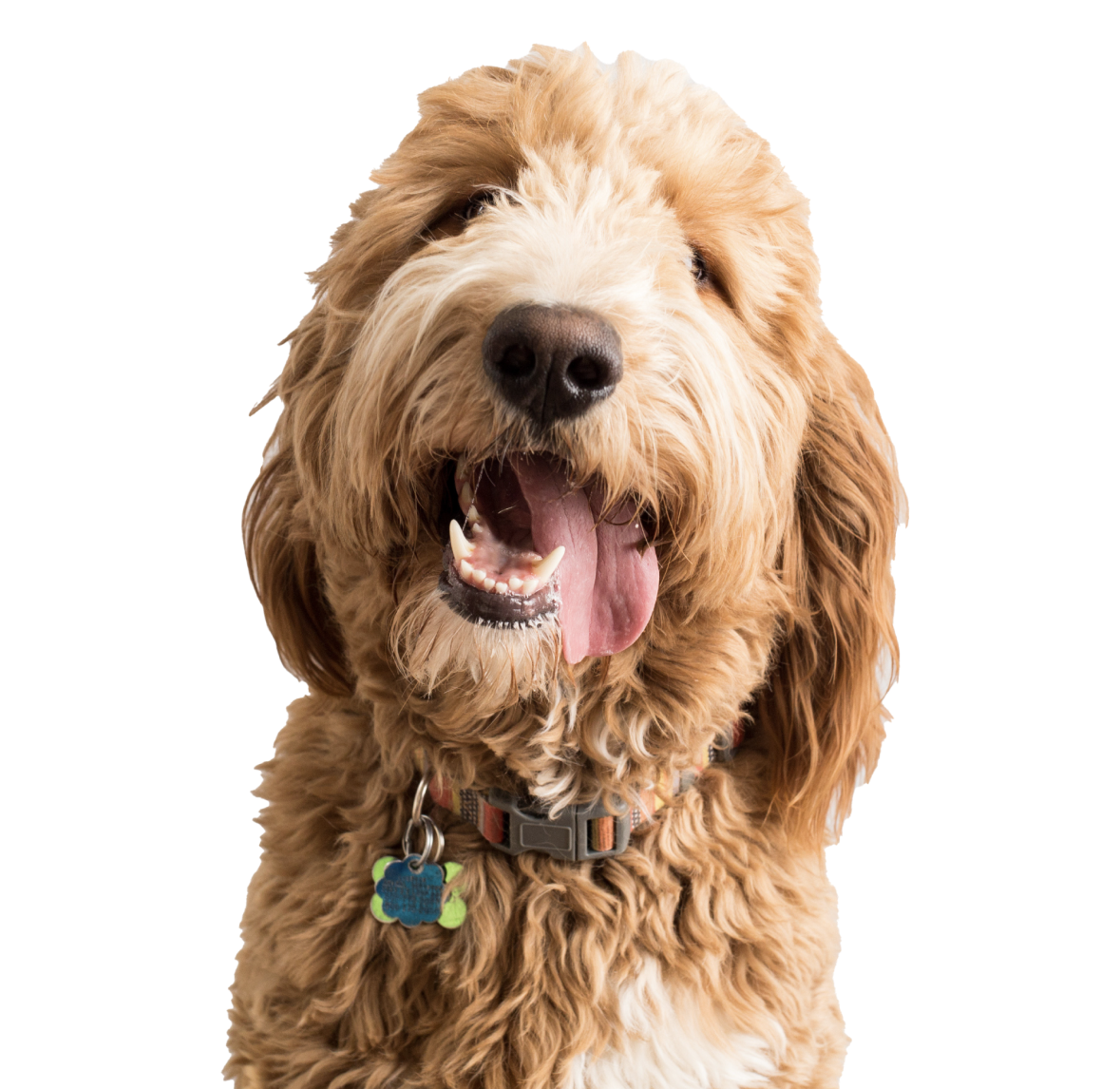 Zuku Learning | The Most Realistic NAVLE® Exam Prep