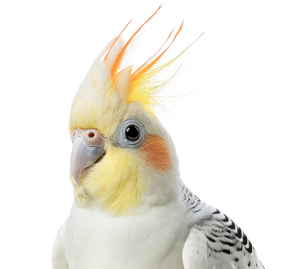 The Most Realistic VTNE Prep for Vet Techs | Zuku Learning