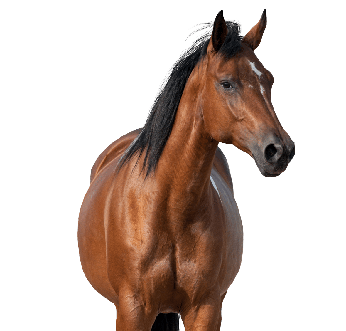 NAVLE® Flashcards for Vet Exam Prep | Zuku Learning